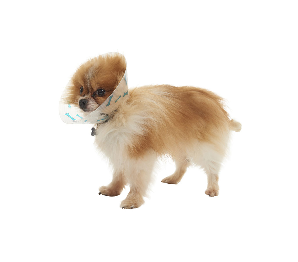 BUSTER Design Collar "Bones" - Provet NZ