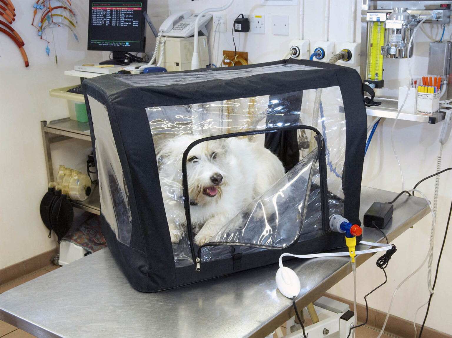 BUSTER ICU Cages - Provet NZ