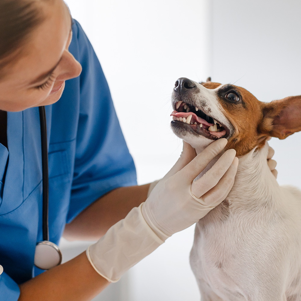 Provet New Zealand - Veterinary Supplies & Distribution