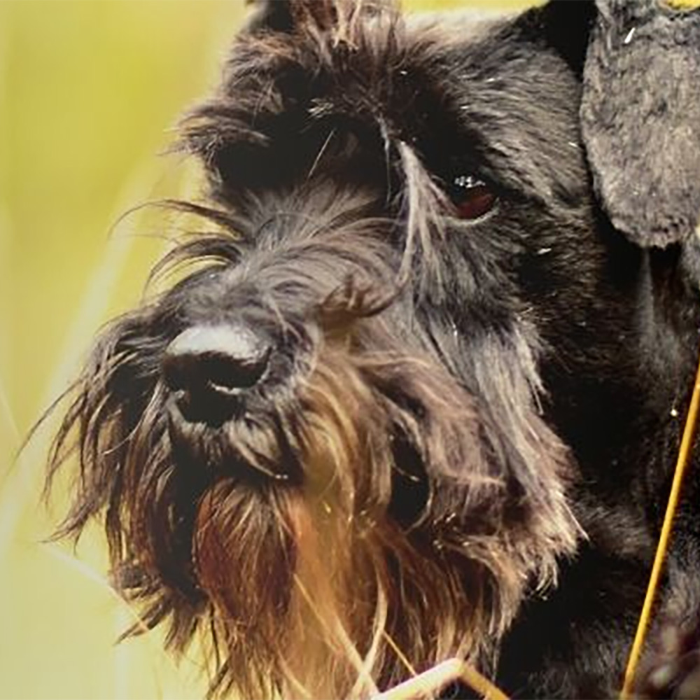 Zydax: now available exclusively at Provet - Provet NZ