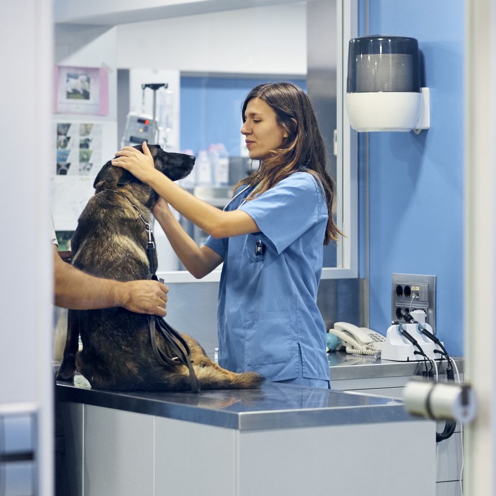 Provet New Zealand - Veterinary Supplies & Distribution