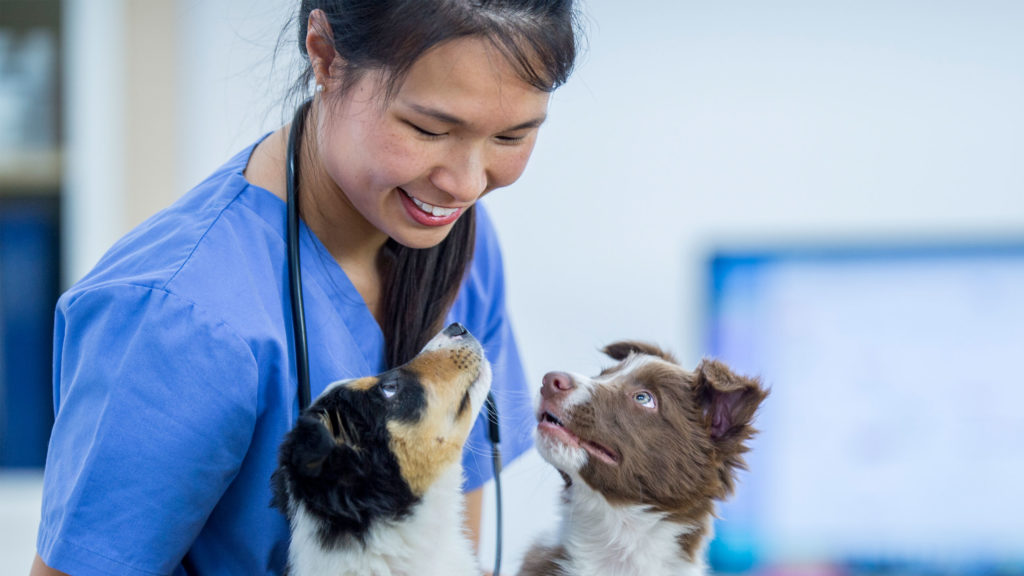 Vet Community - Back to Basics Surgery Workshop - Provet NZ Event Calendar